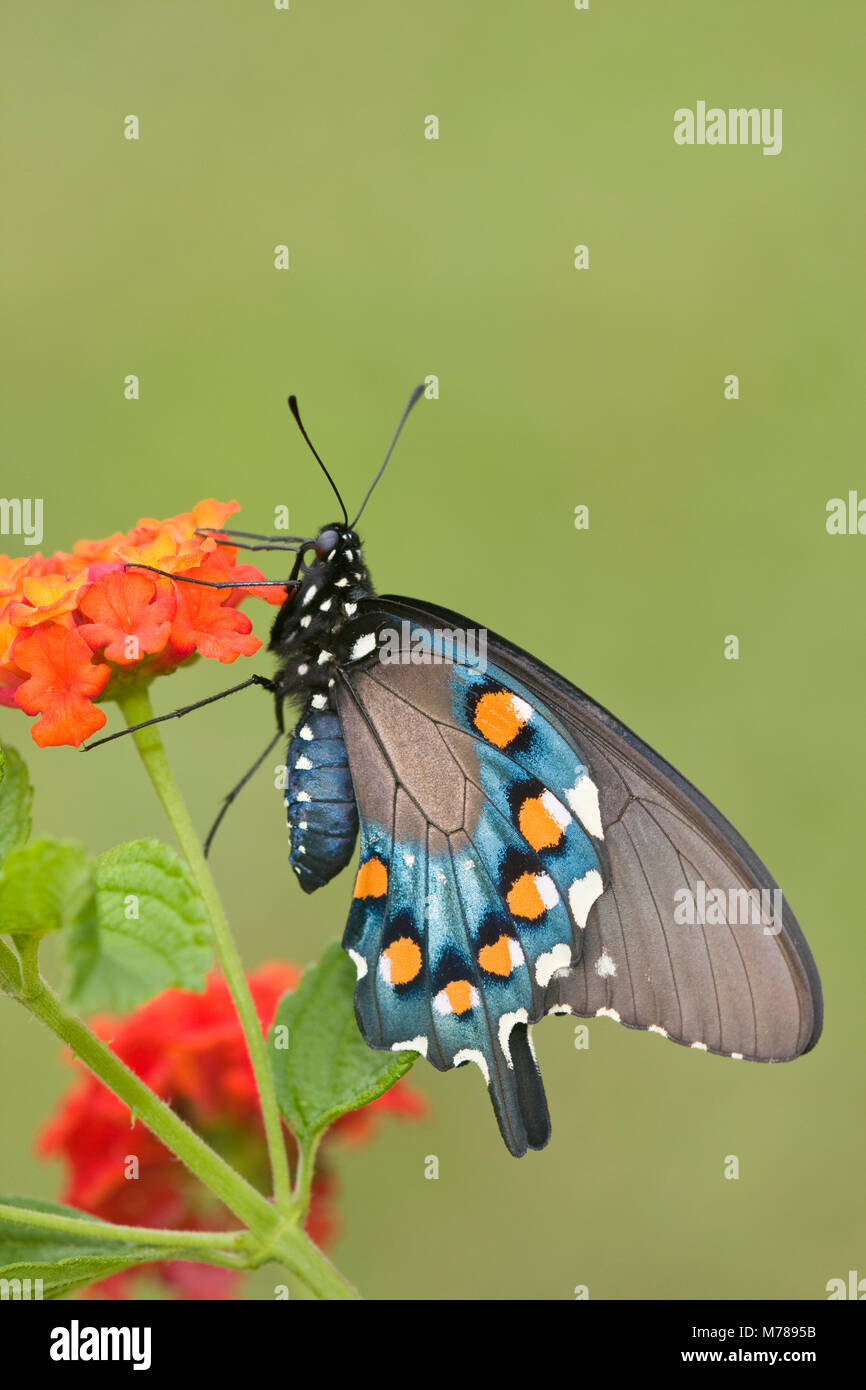 Pipevine swallowtail on red spread lantana in marion county illi hi-res ...
