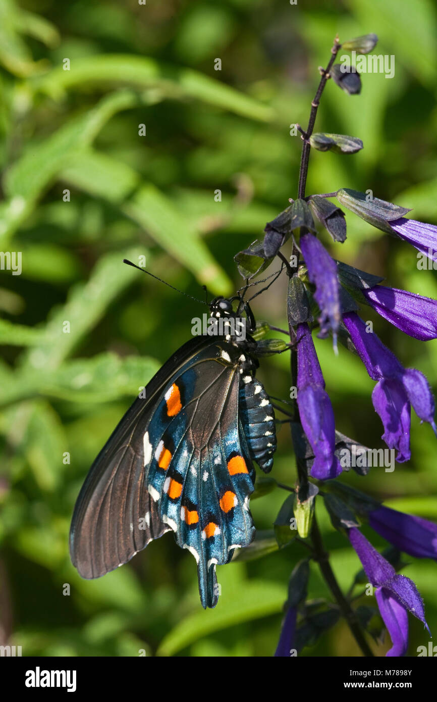 Male pipevine swallowtail on black and blue salvia guaranitica i hi-res ...