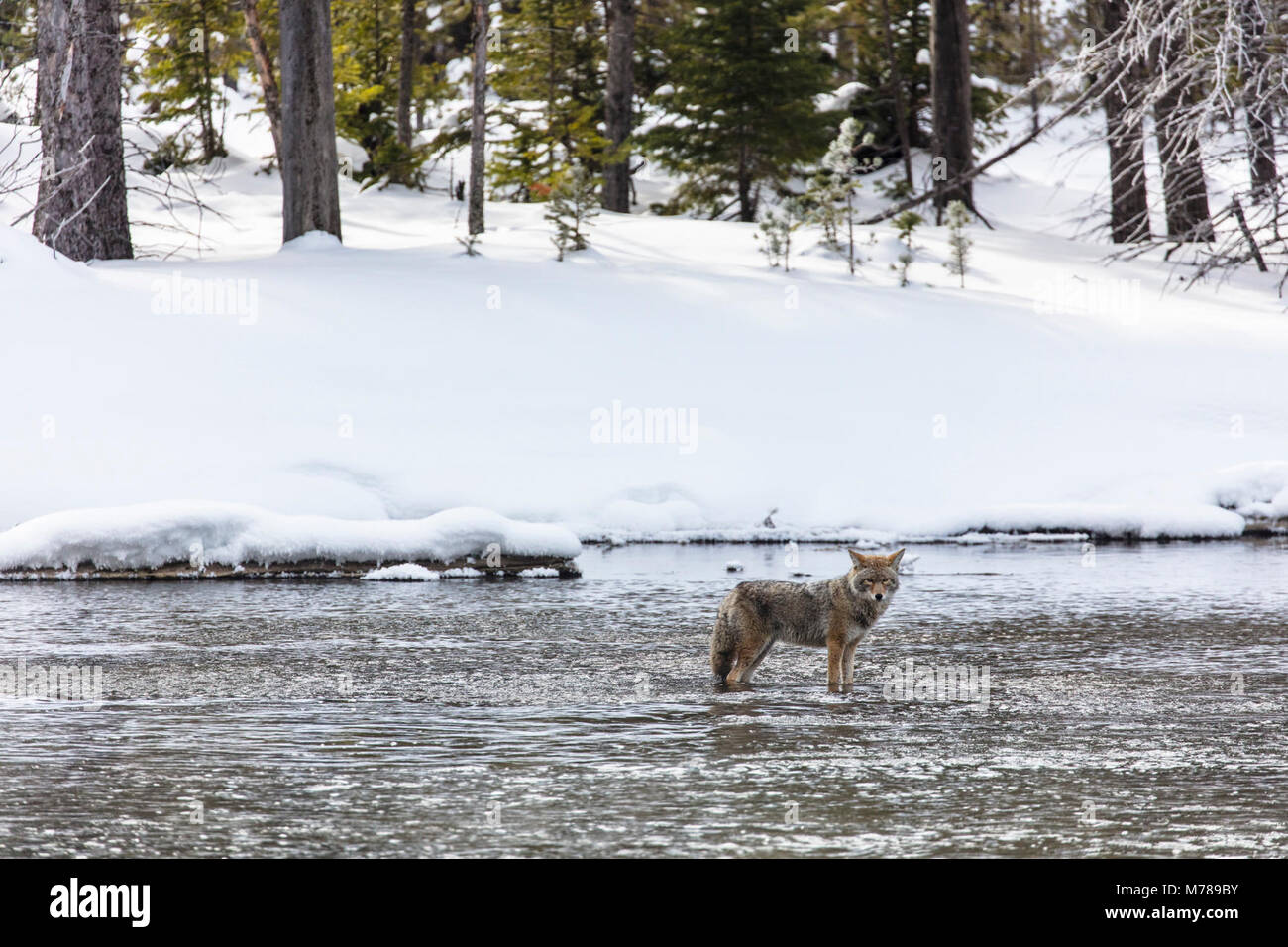 Coyote fishing in Madison River Stock Photo - Alamy