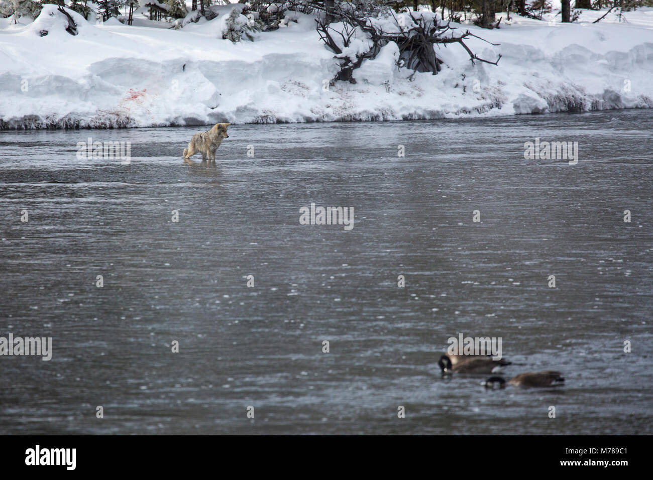 Coyote fishing in the Madison River Stock Photo - Alamy