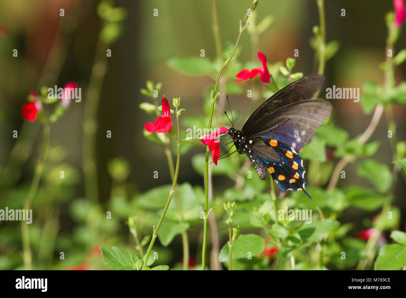 Pipevine swallowtail on red belize sage hi-res stock photography and ...