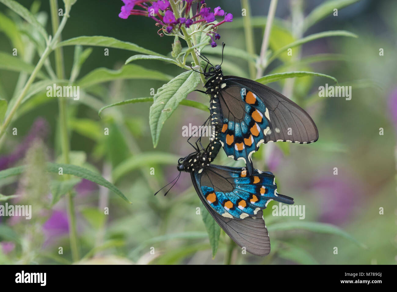 03004-01501 Pipevine Swallowtail (Battus philenor) male and female ...