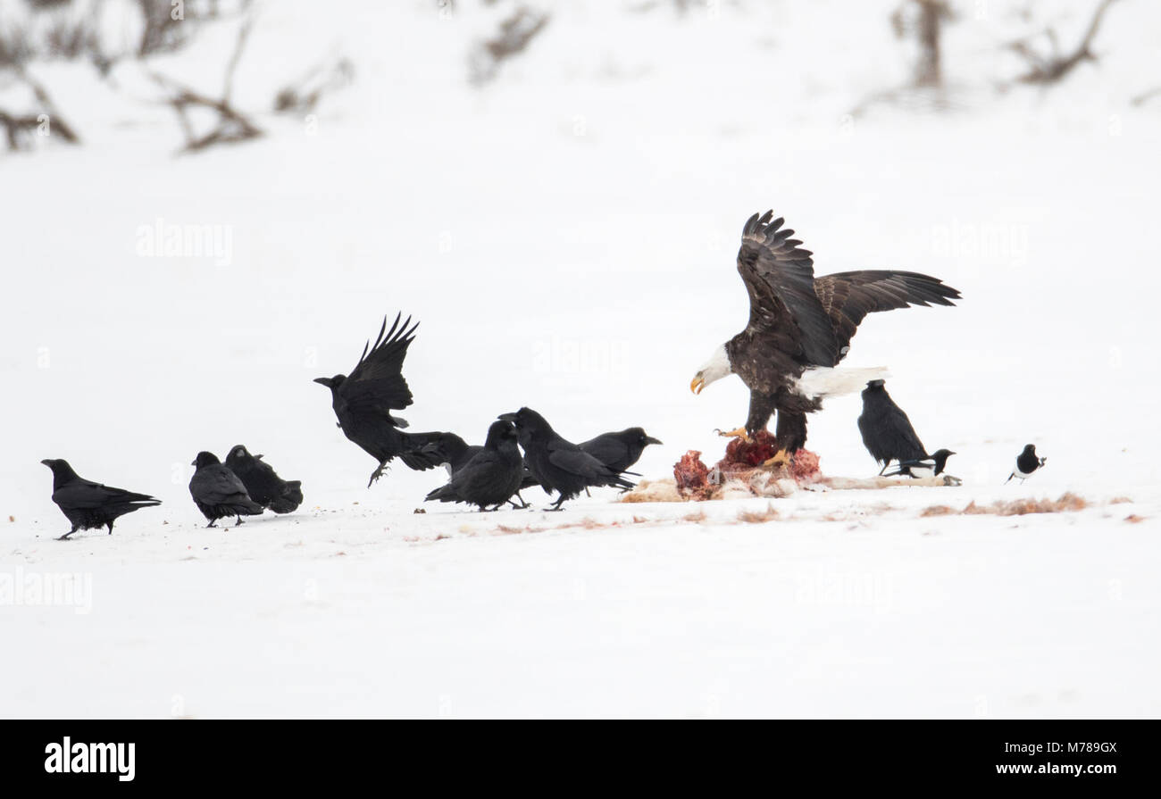 Ravens on carcass hi-res stock photography and images - Alamy