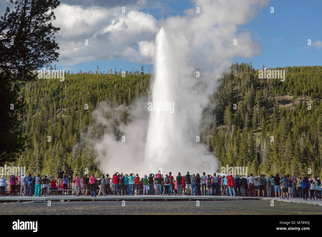 Early summer crowd at Old Faithful Stock Photo - Alamy