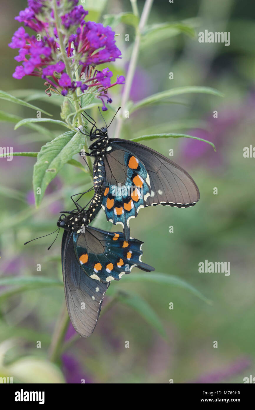 Mating Swallowtail Butterfly High Resolution Stock Photography and ...