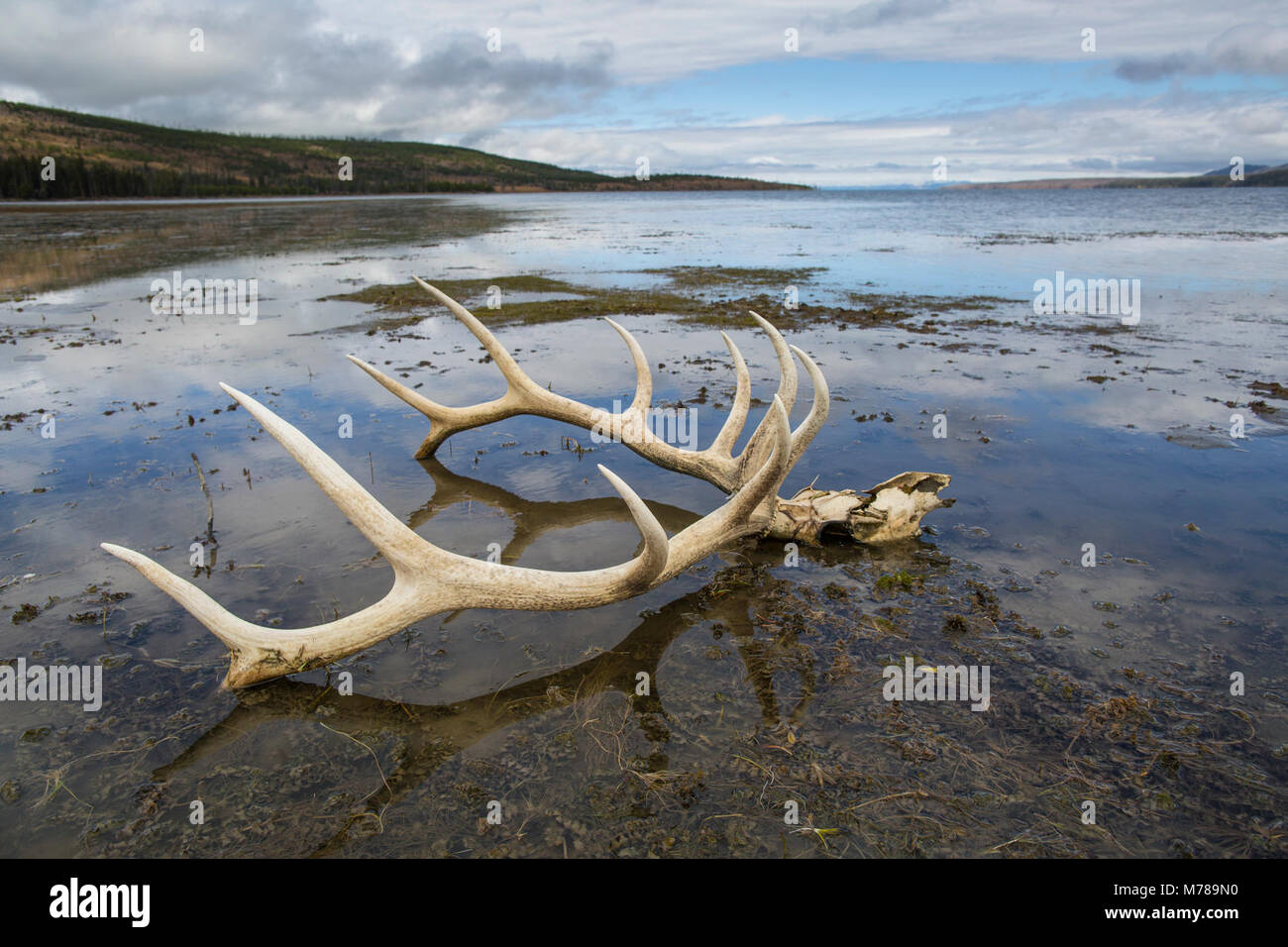 Elk skull, Yellowstone Lake Stock Photo - Alamy