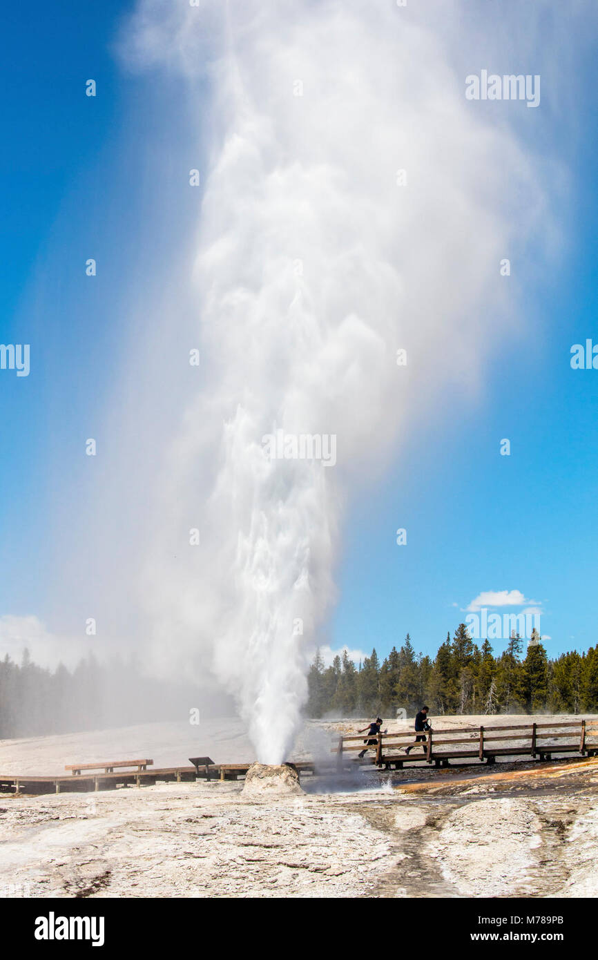 Escaping the spray from Beehive Geyser Stock Photo - Alamy