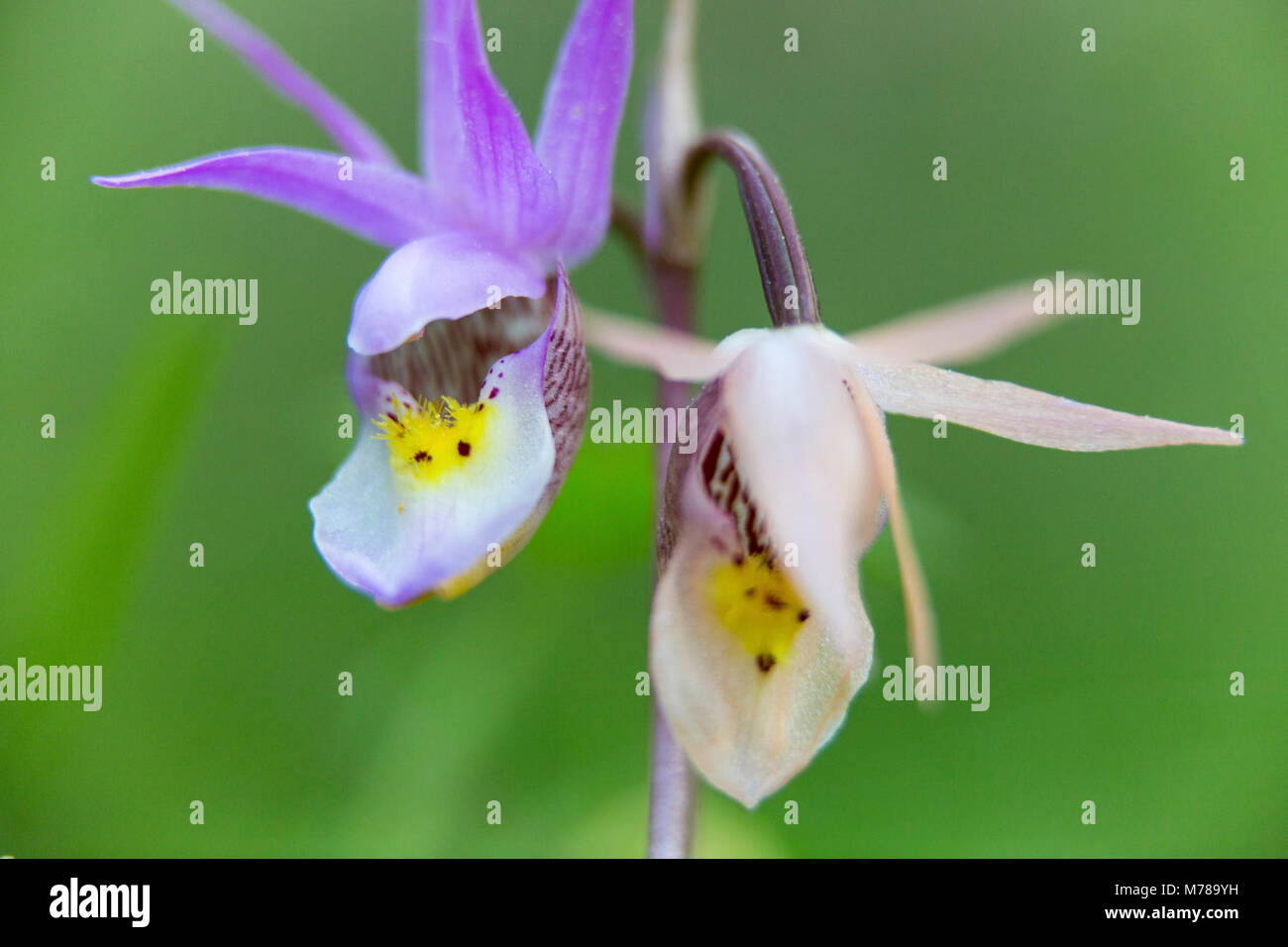 Fairy slipper orchid (Calypso bulbosa Stock Photo - Alamy