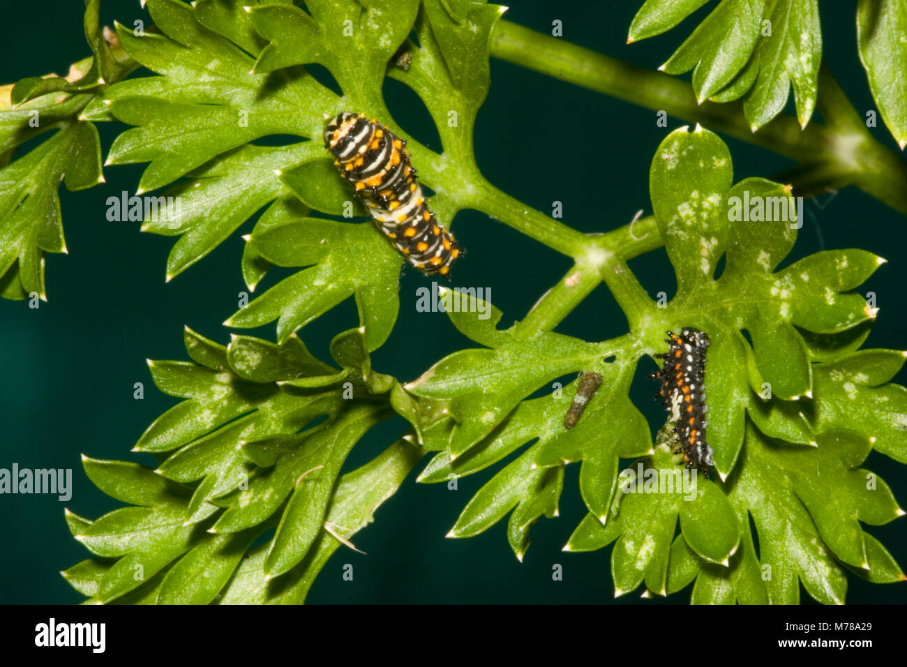 Caterpillar sizes hi-res stock photography and images - Alamy
