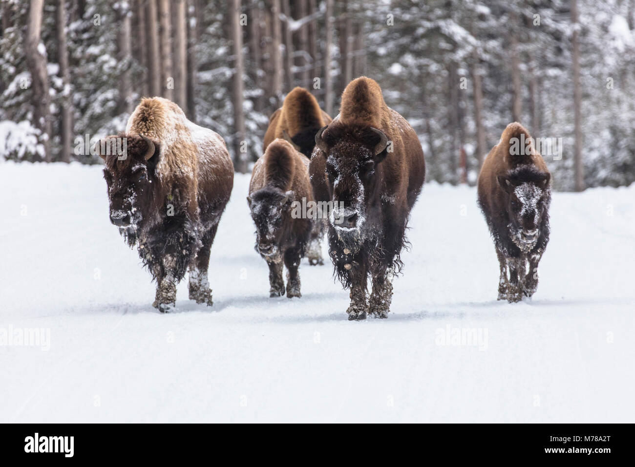 First Bison Group of the day (2 Stock Photo - Alamy