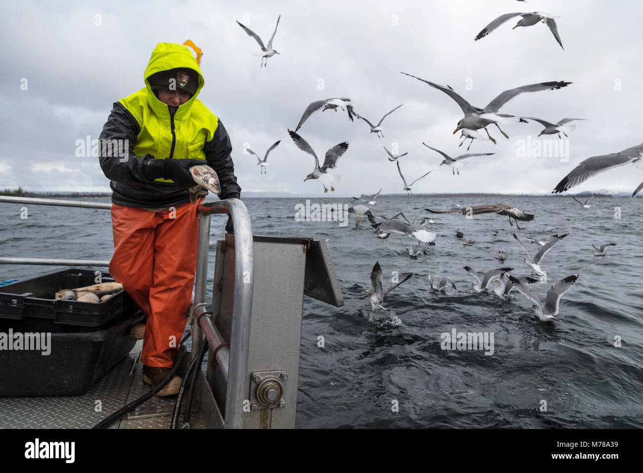 Fish crew member grinding fish on Yellowstone Lake Stock Photo - Alamy