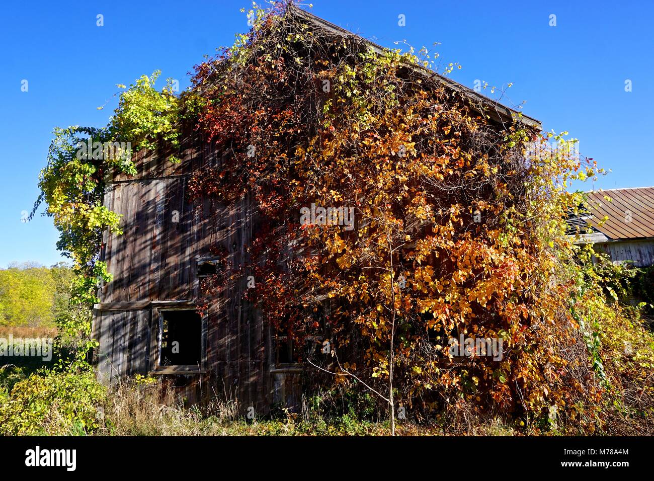 Ivy farm barns hi-res stock photography and images - Alamy