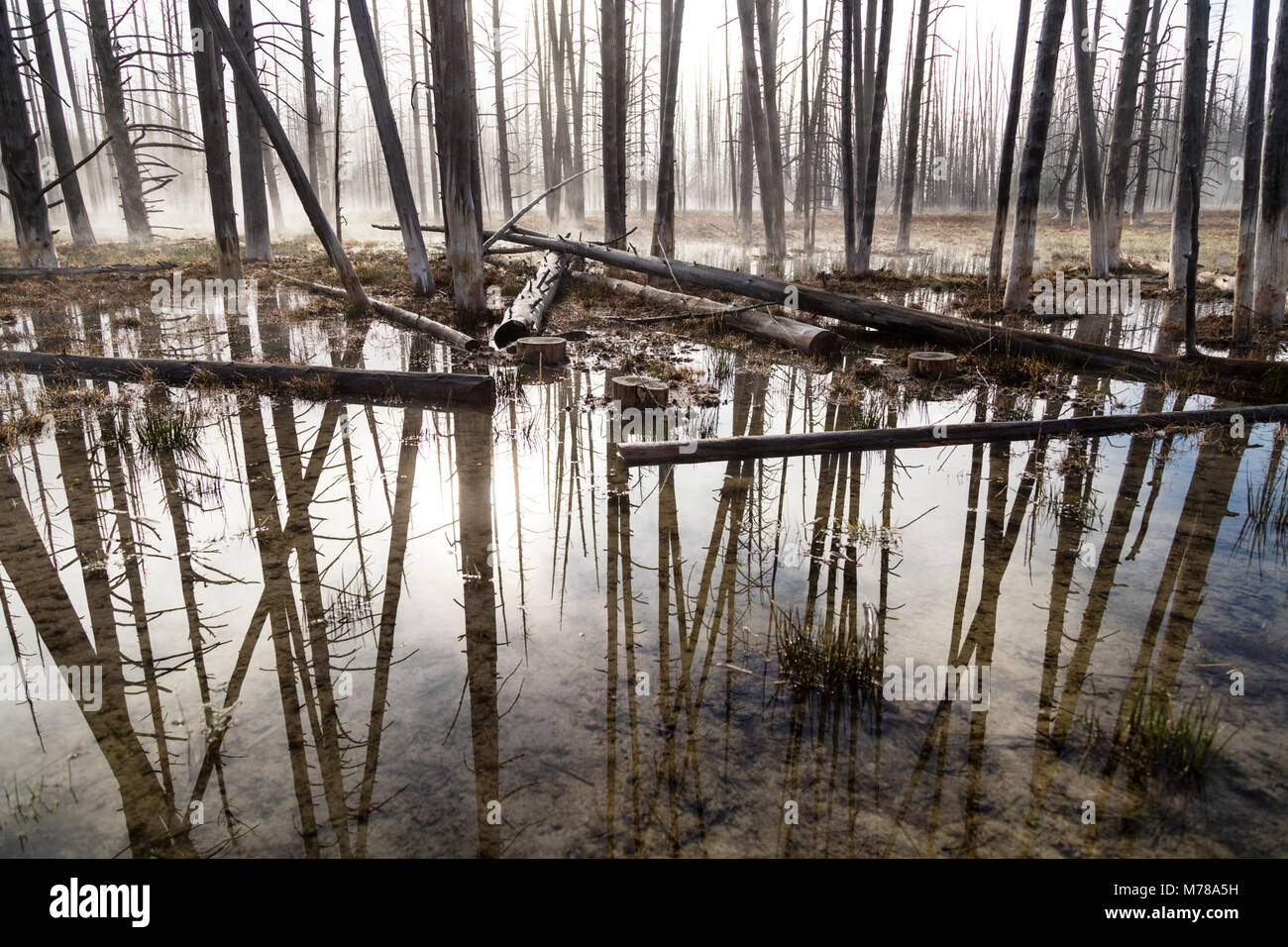 Tangled reflections hi-res stock photography and images - Alamy