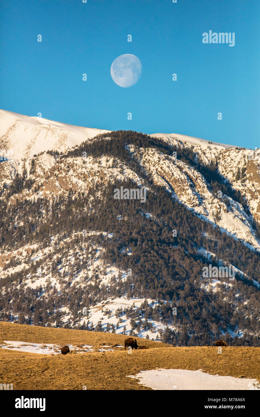 Full moon setting from with bison Stock Photo - Alamy
