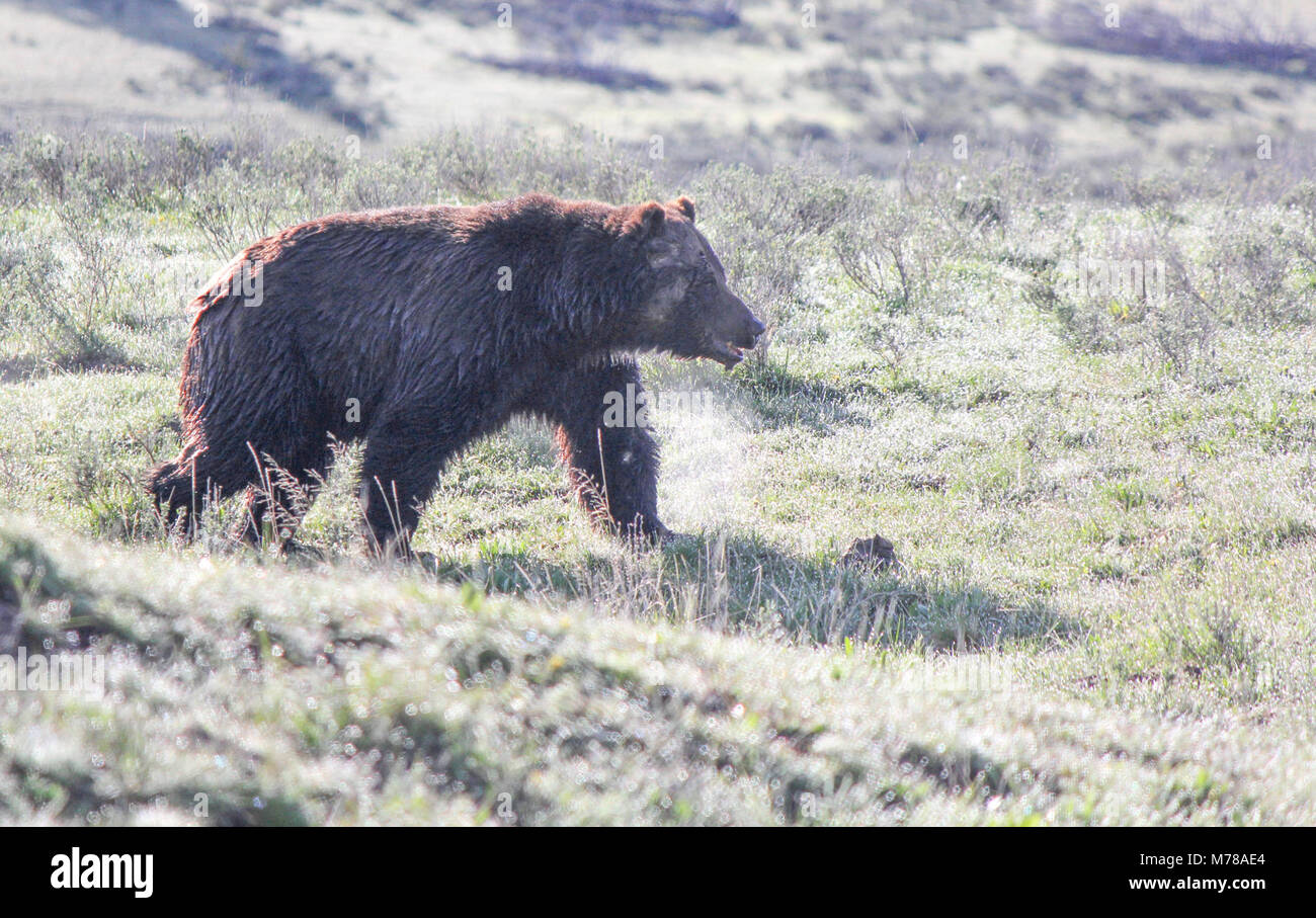 Grizzly bear in Hayden Valley Stock Photo - Alamy