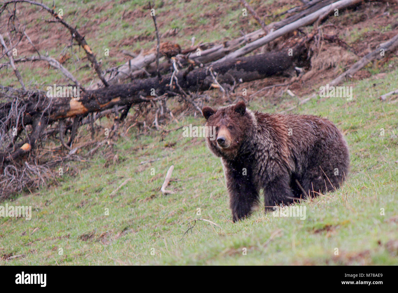 Grizzly bear near Mud Volcano Stock Photo - Alamy