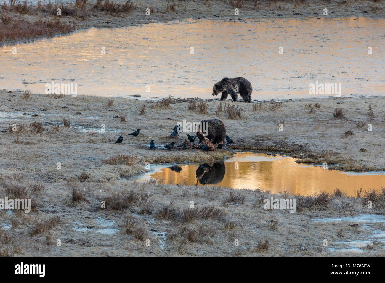 Grizzly boars take turns eating a bison carcass Stock Photo - Alamy