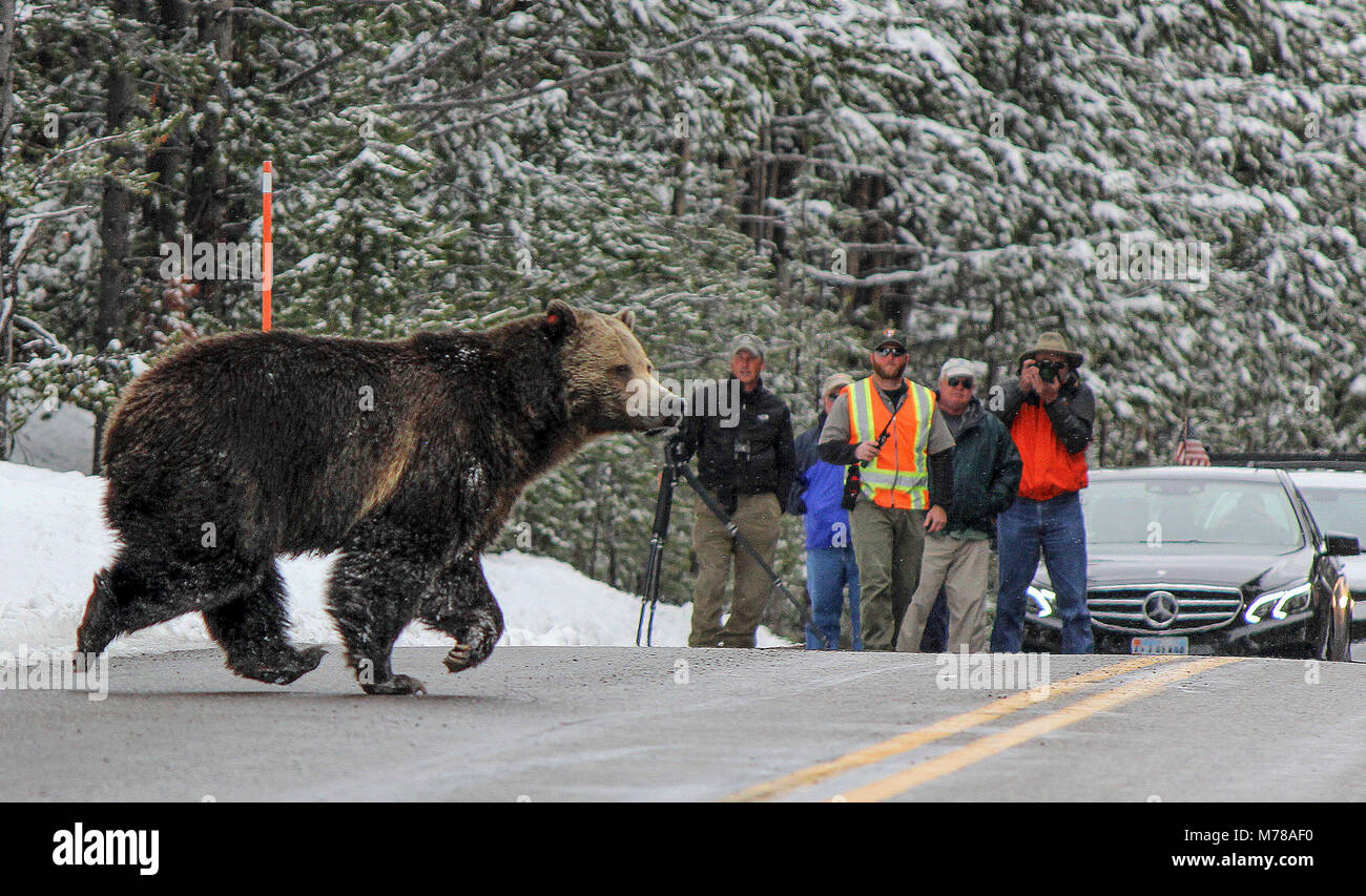Grizzly crossing road hi-res stock photography and images - Alamy
