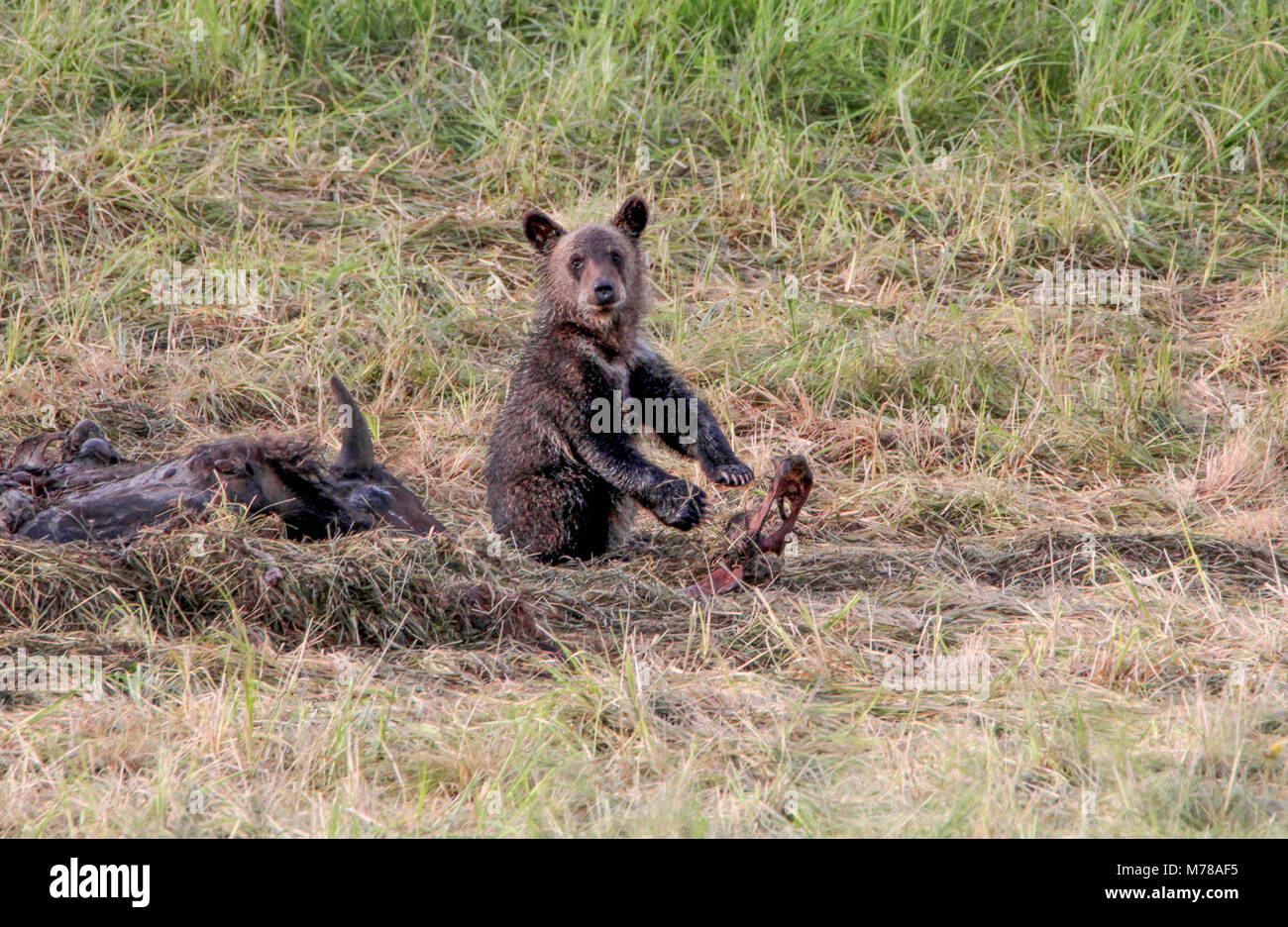 Grizzly cub on bison carcass in Hayden Valley Stock Photo - Alamy