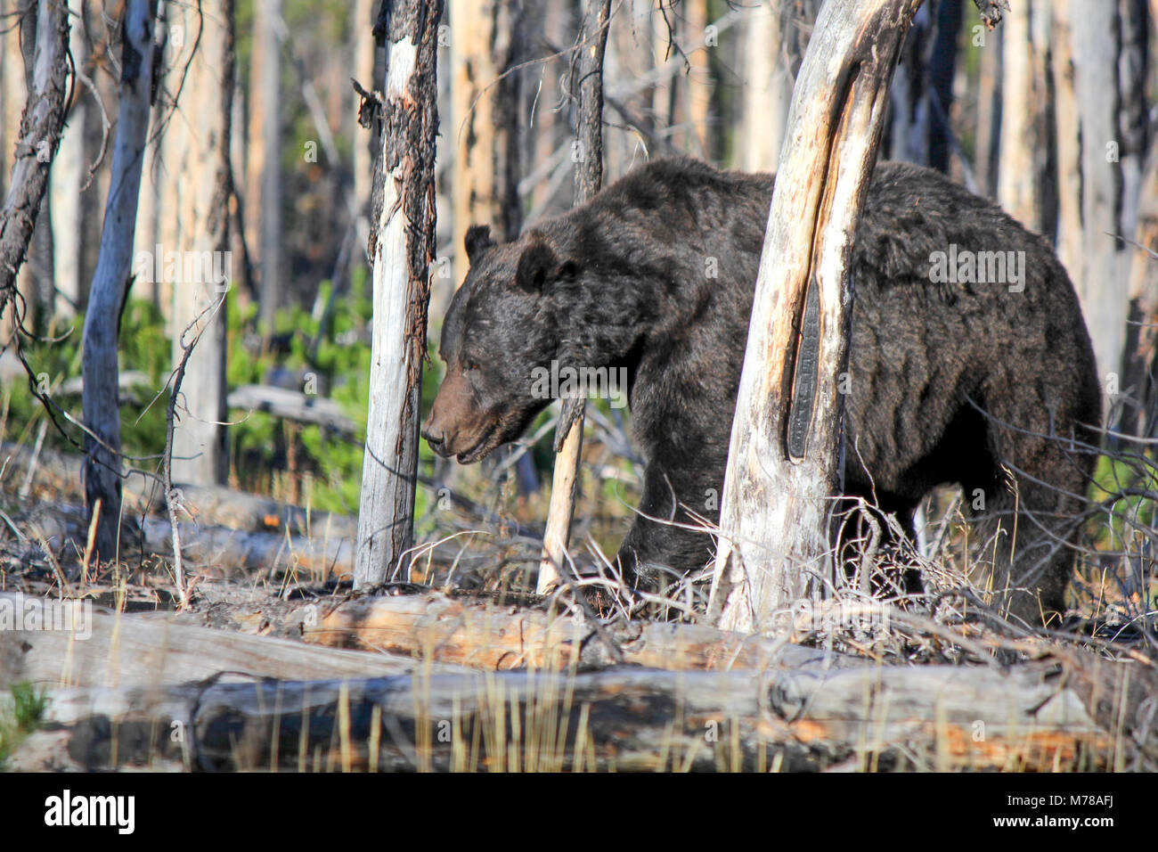 Grizzly on Howard Eaton Trail near Lake Stock Photo - Alamy