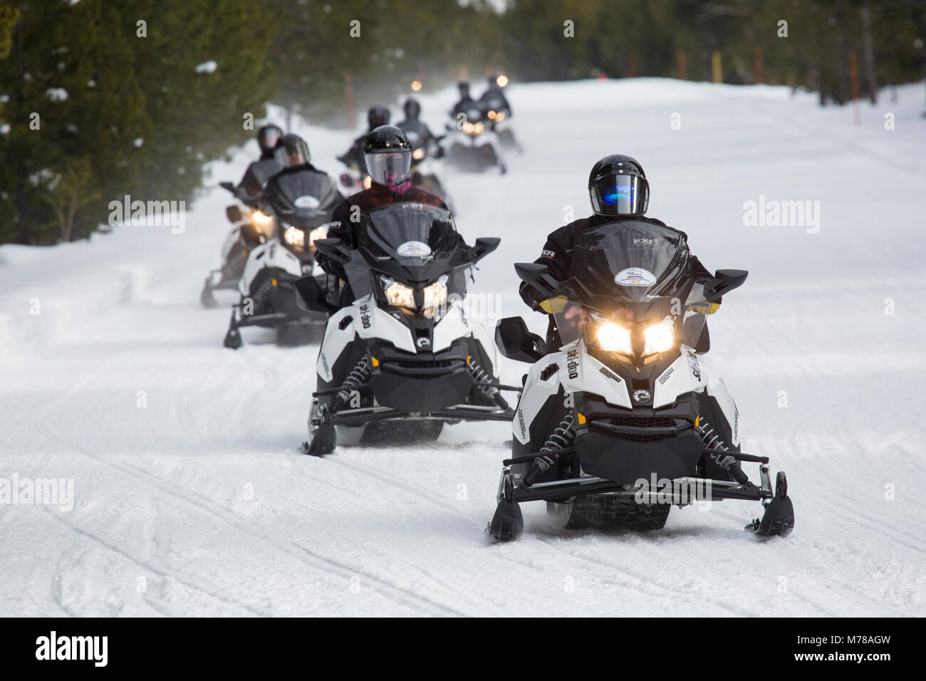 Guided snowmobile group on the West Entrance Road Stock Photo - Alamy