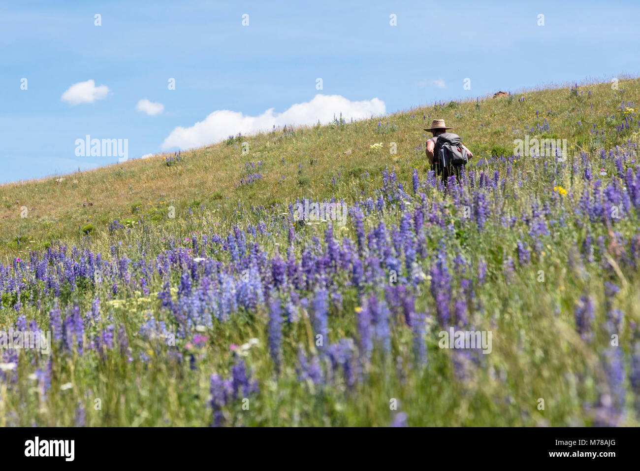Specimen ridge yellowstone hi-res stock photography and images - Alamy