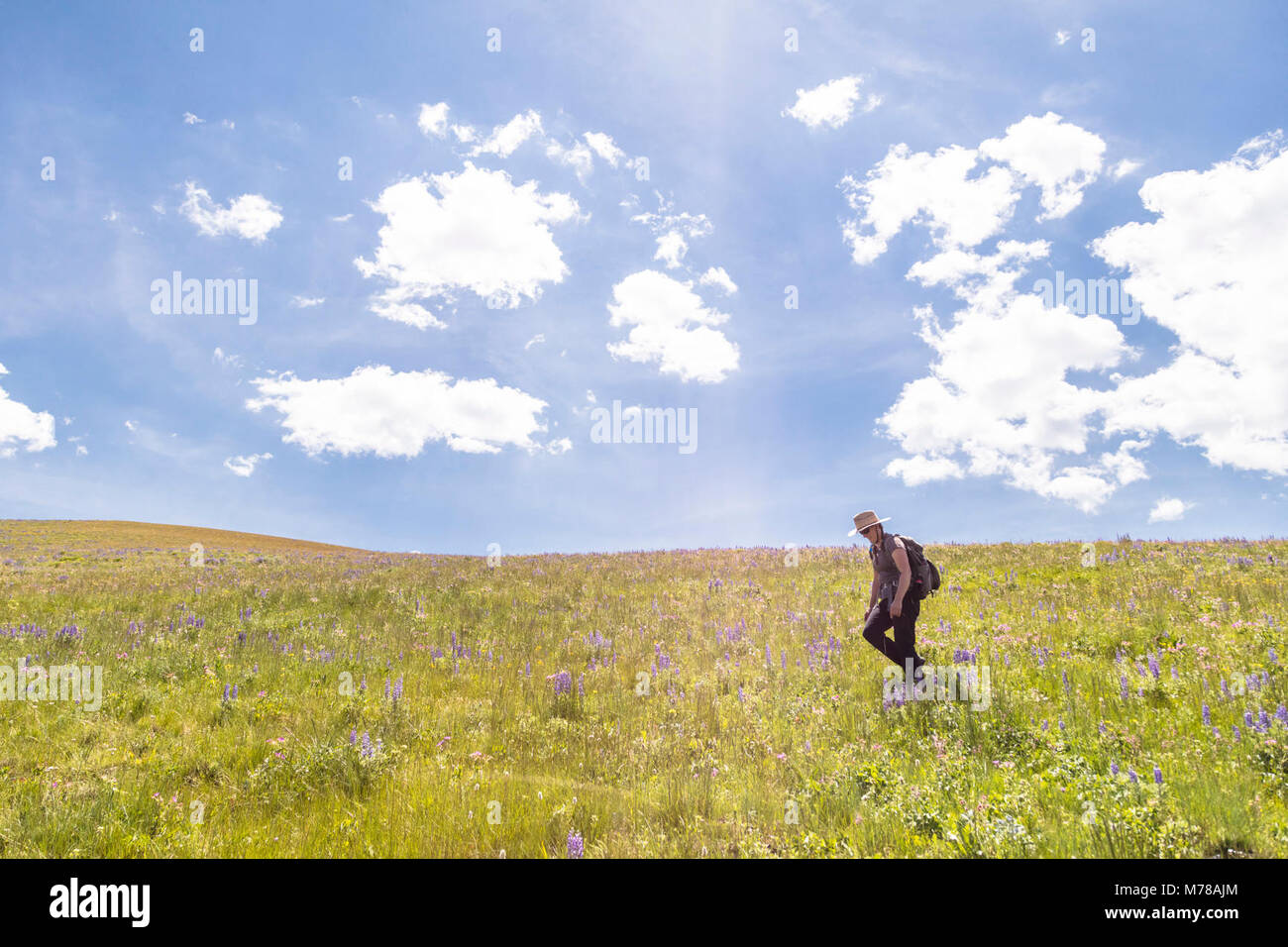 Hiker on Specimen Ridge Stock Photo - Alamy