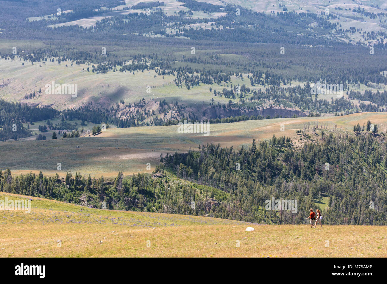 Specimen ridge yellowstone hi-res stock photography and images - Alamy