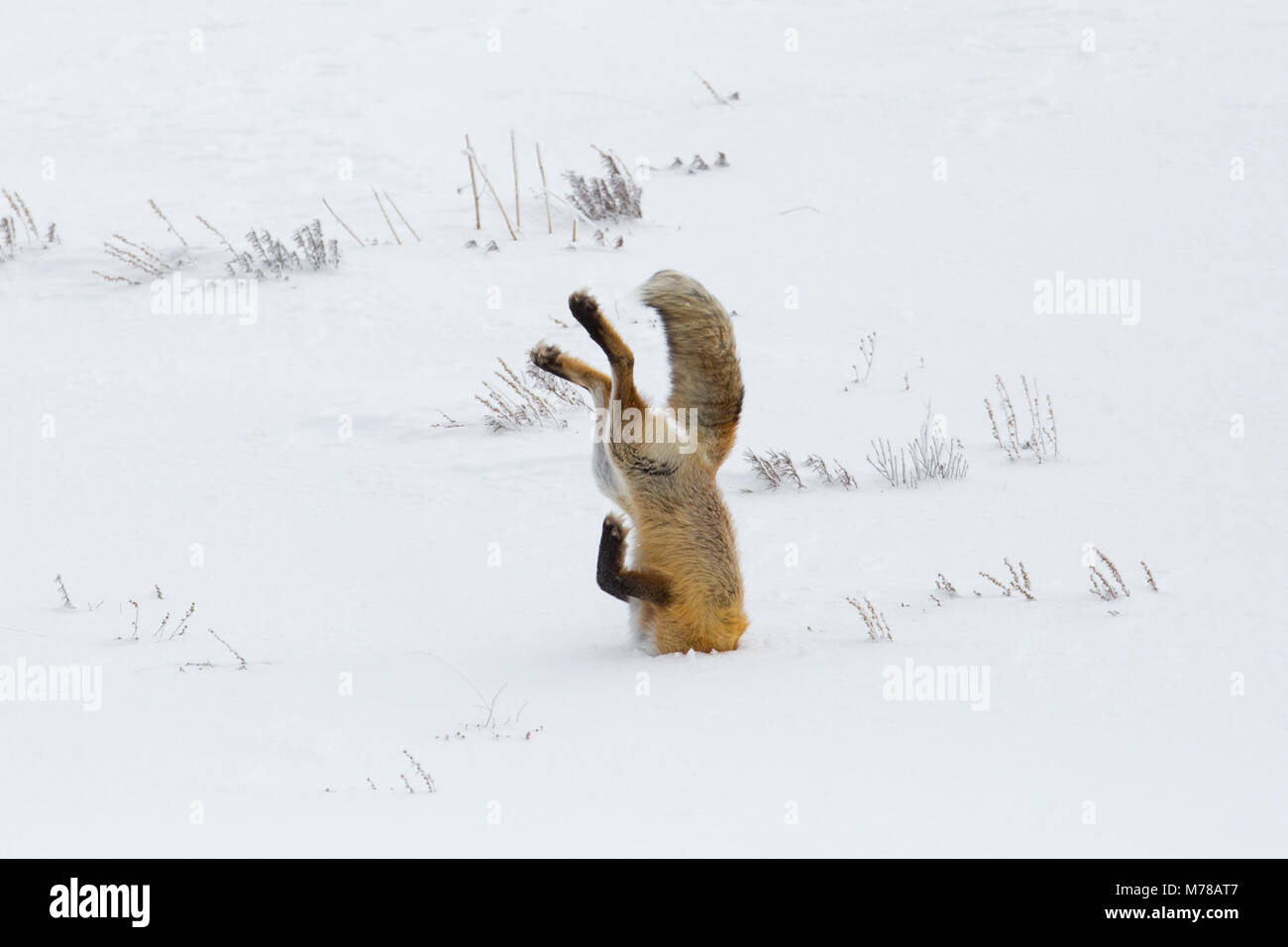 Hunting fox, Hayden Valley Stock Photo - Alamy