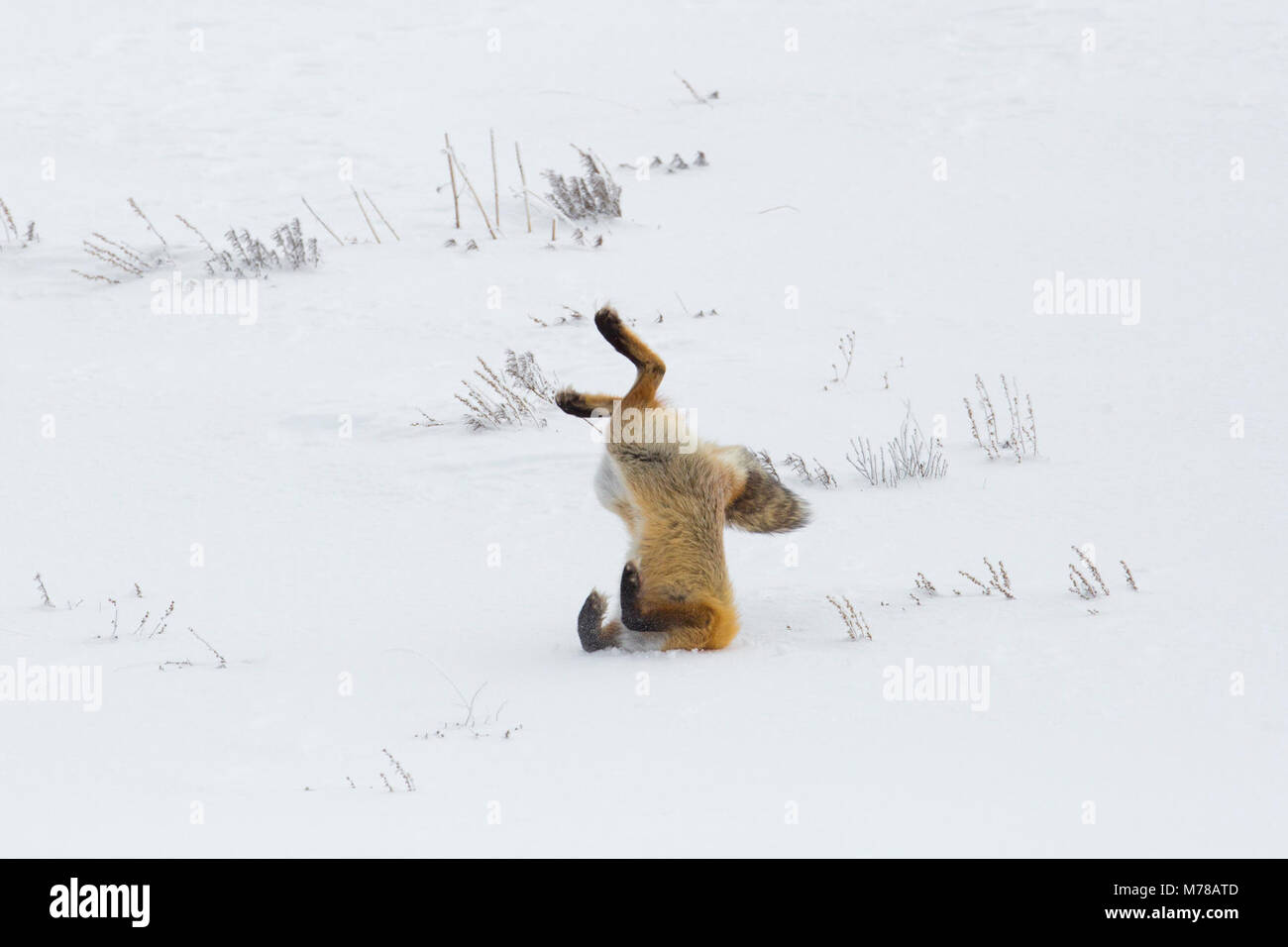Hunting fox, Hayden Valley Stock Photo - Alamy