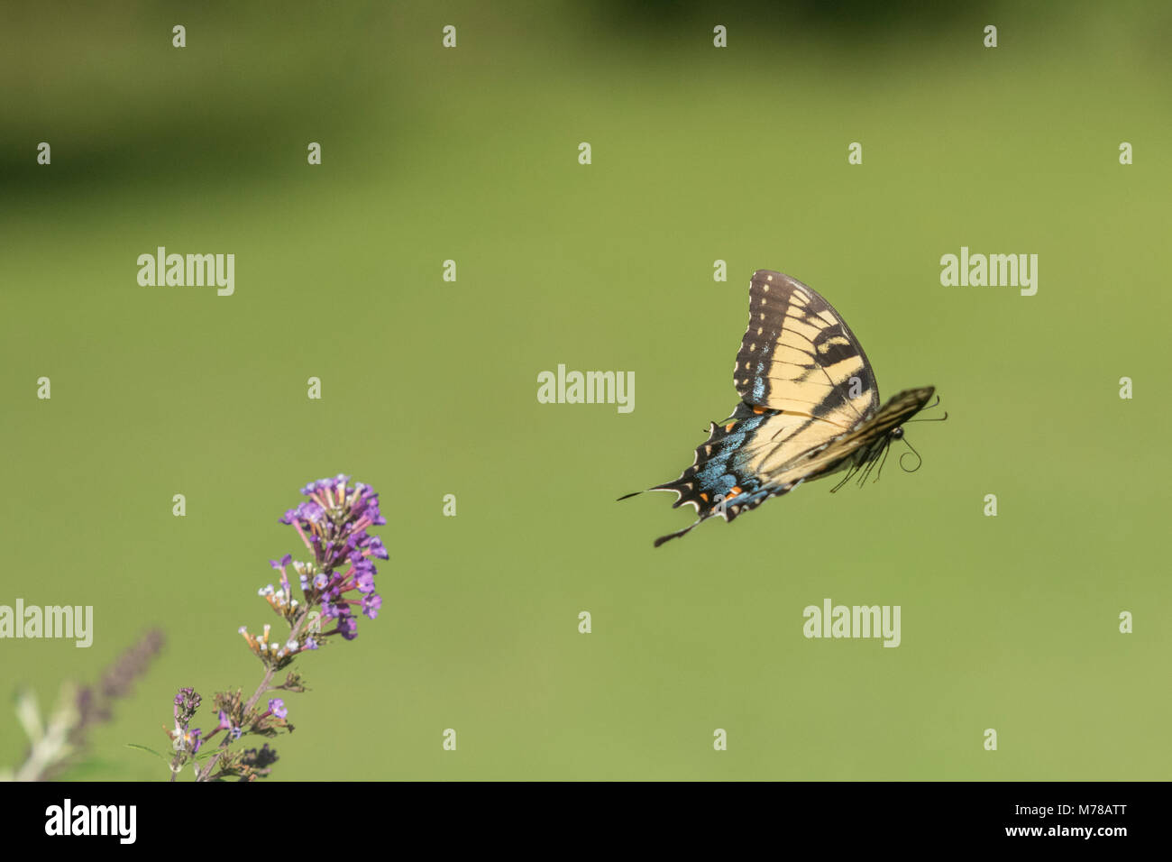 03023-03104 Eastern Tiger Swallowtail (Papilio glaucaus) flying from ...