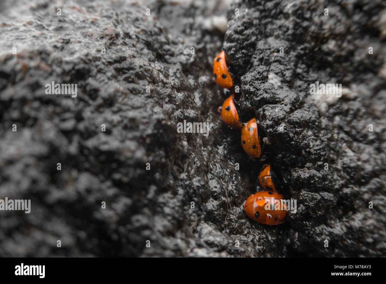 Lady beetles, Yellowstone Lake Stock Photo - Alamy