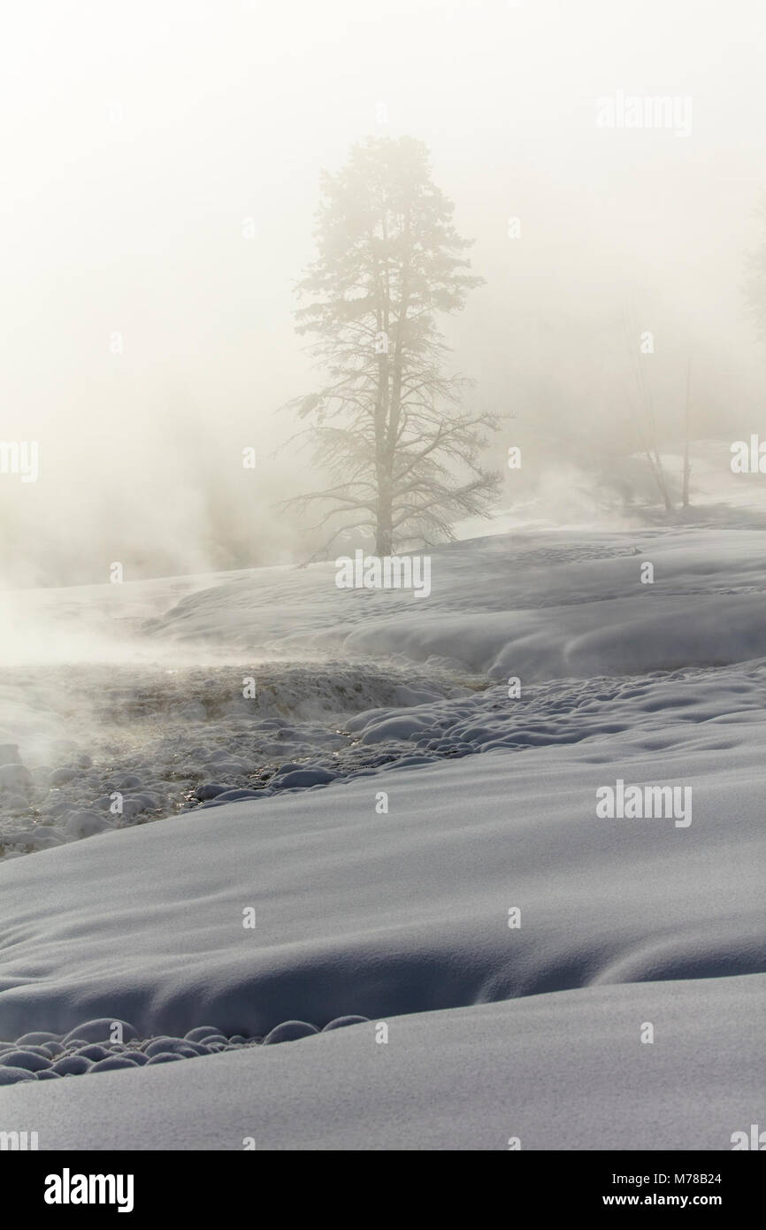 Lone tree in the steam near Mud Geyser Stock Photo - Alamy