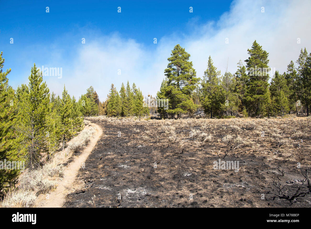 Maple Fire, September 10, 2016. A control line (trail on left) and ...