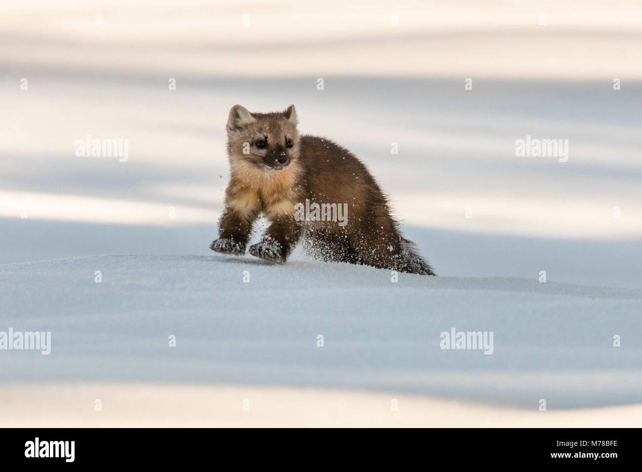 Yellowstone national park american marten hi-res stock photography and ...