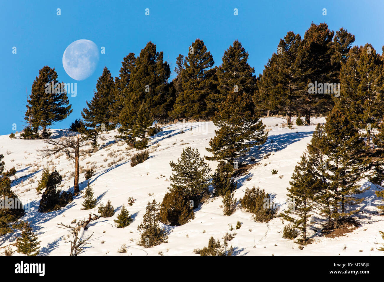 Full moon yellowstone national park hi-res stock photography and images ...