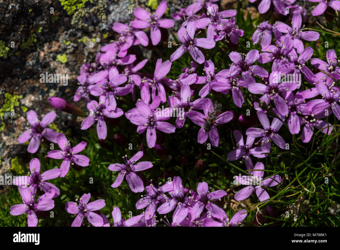 Moss campion - Silene acaulis Stock Photo - Alamy