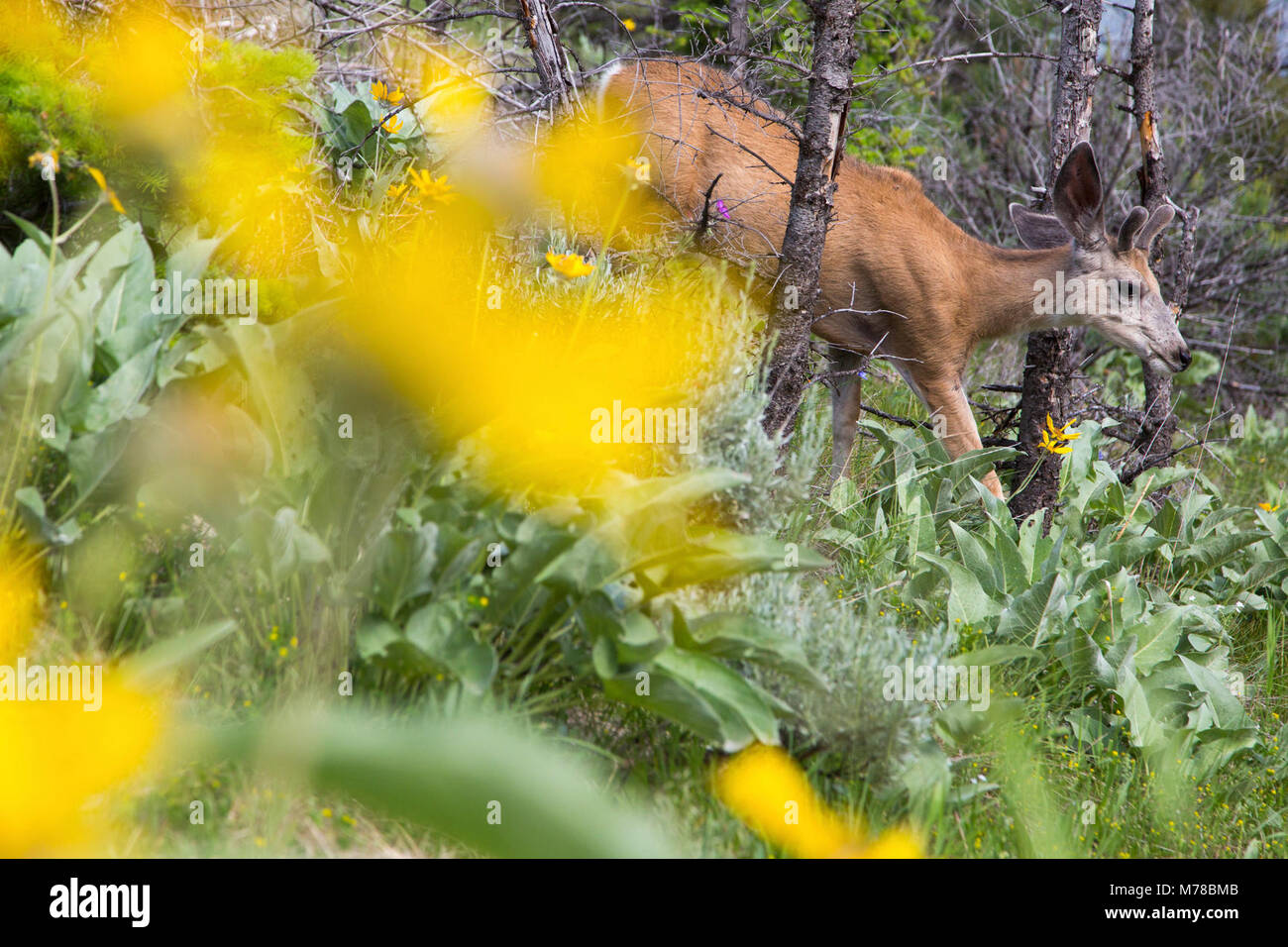 Mule deer, Mammoth Hot Springs Stock Photo - Alamy