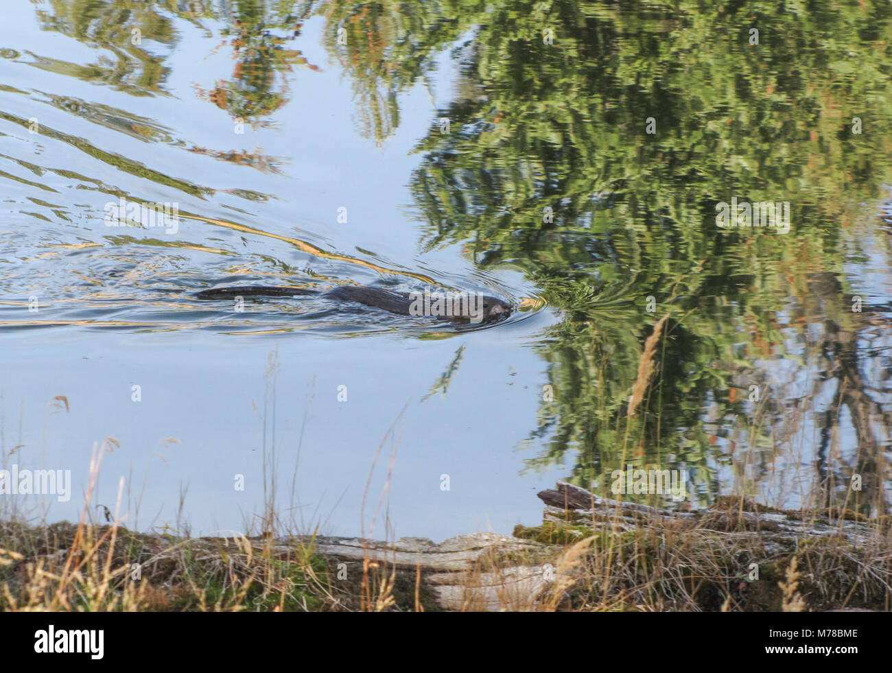 Muskrat. Muskrat swimming in Beaver Pond Stock Photo - Alamy