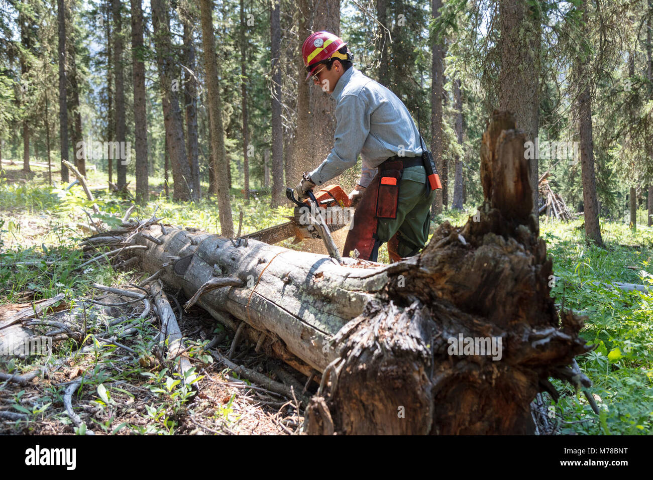 Northeast Entrance fuels project - bucking logs Stock Photo - Alamy