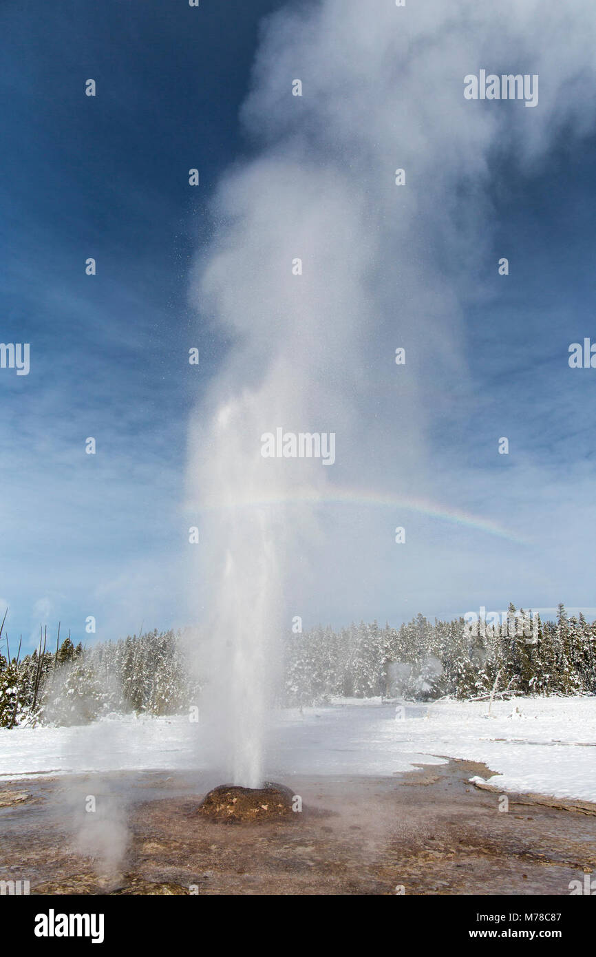 Pink Cone Geyser Stock Photo - Alamy
