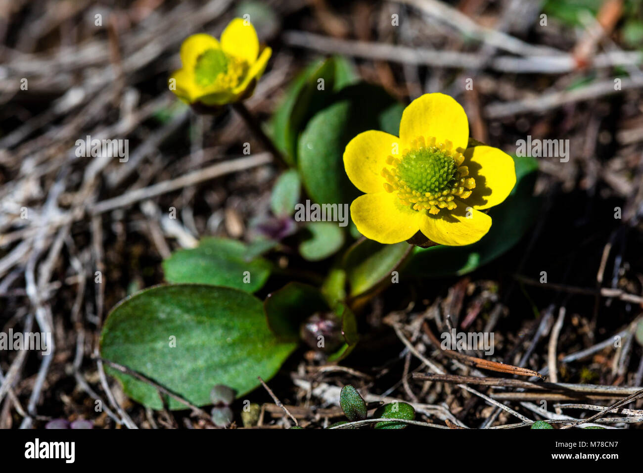 Ranunculus sp hi-res stock photography and images - Alamy