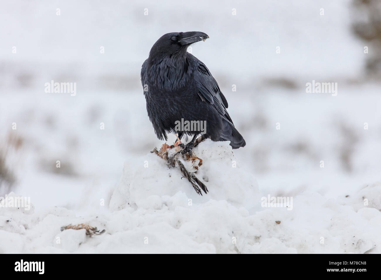 Raven Scavenging a Sharp-shinned Hawk carcass (3 Stock Photo - Alamy