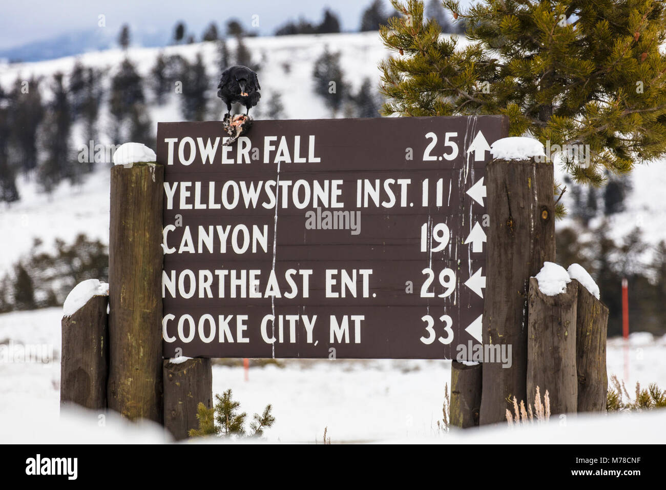 Raven Scavenging a Sharp-shinned Hawk carcass Stock Photo - Alamy