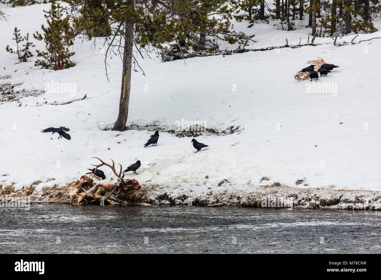 Raven scavenging an elk carcass Stock Photo - Alamy