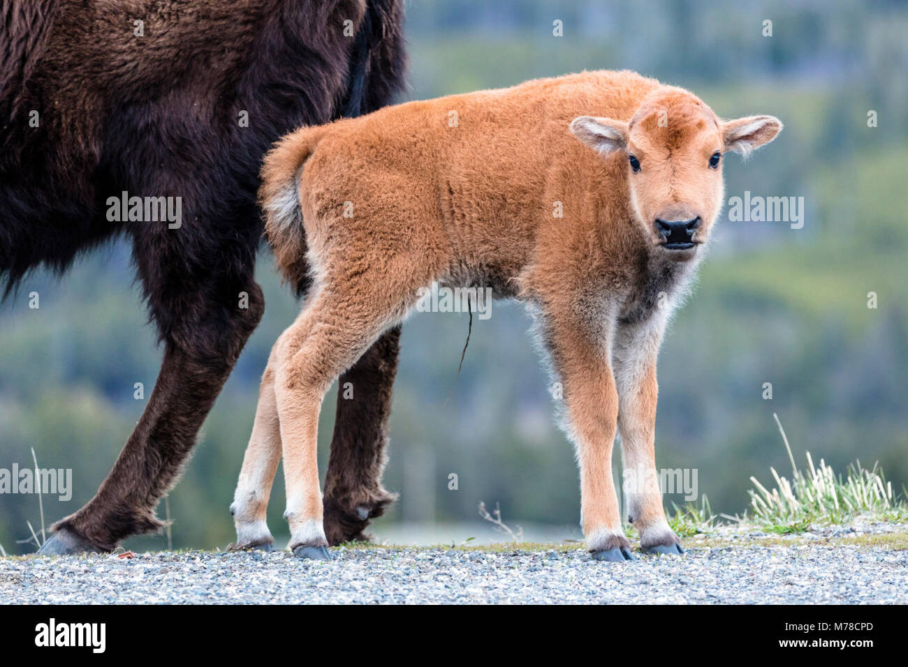 Red dog in Mammoth Stock Photo - Alamy