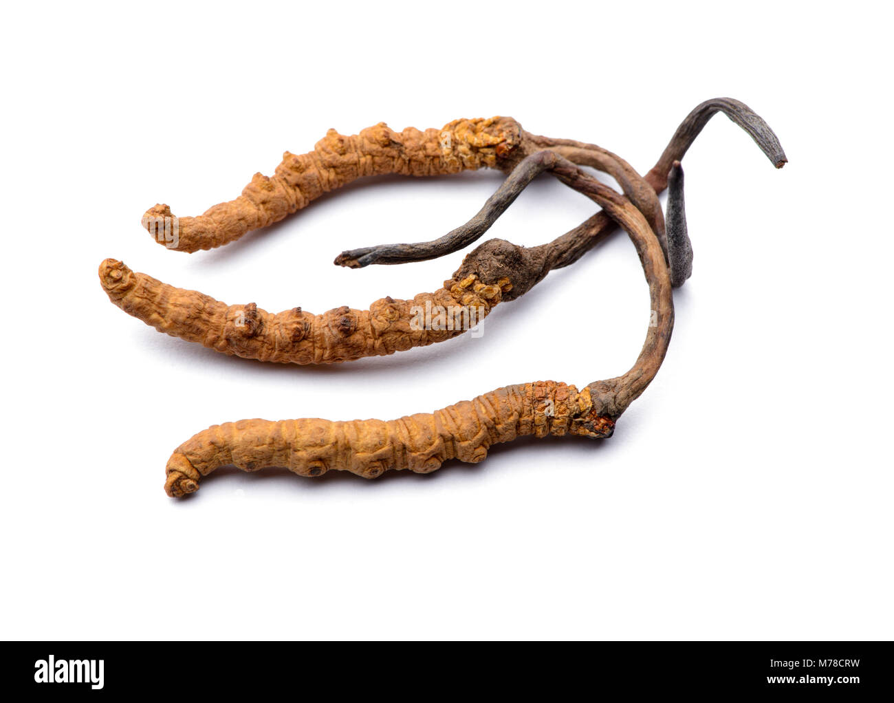 Ophiocordyceps hi-res stock photography and images - Alamy