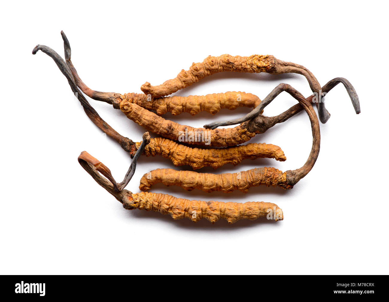 Tibetan mushroom Cut Out Stock Images & Pictures - Alamy