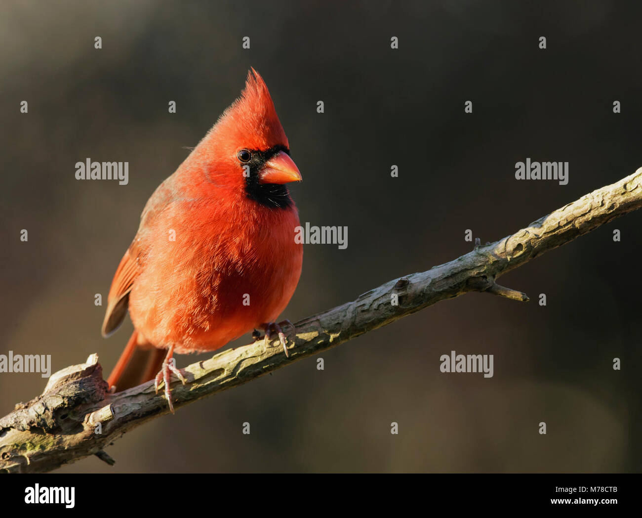 Cardinal ridge hi-res stock photography and images - Alamy