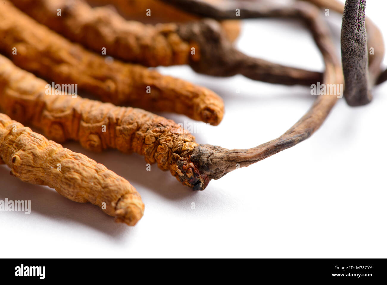 Chinese fungus cordyceps. Isolated on white background Stock Photo - Alamy